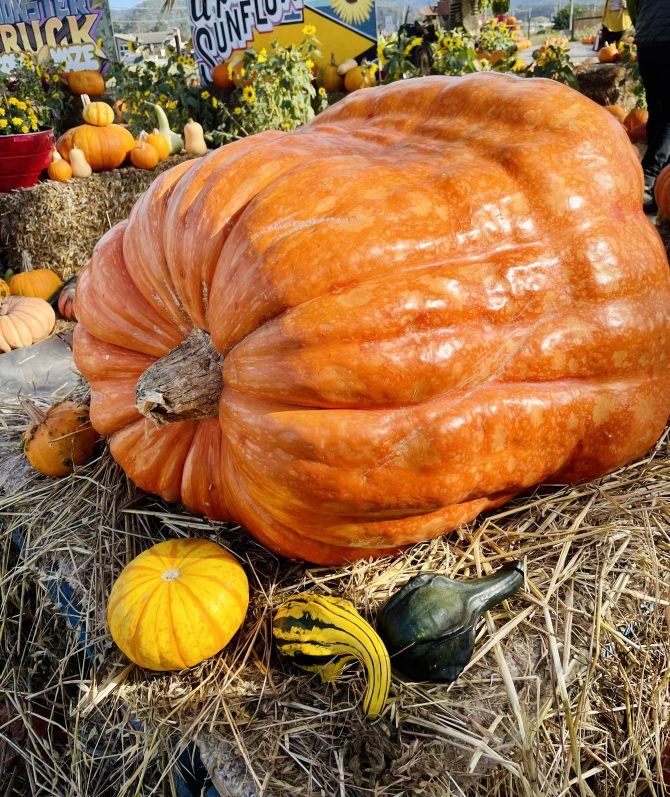 It’s the Great Pumpkin, Palo Alto! | Palo Alto City Library