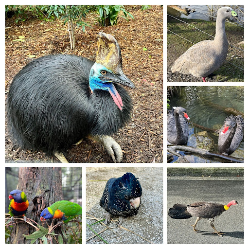 Australia and New Zealand’s Animals Photo Gallery | Palo Alto City Library